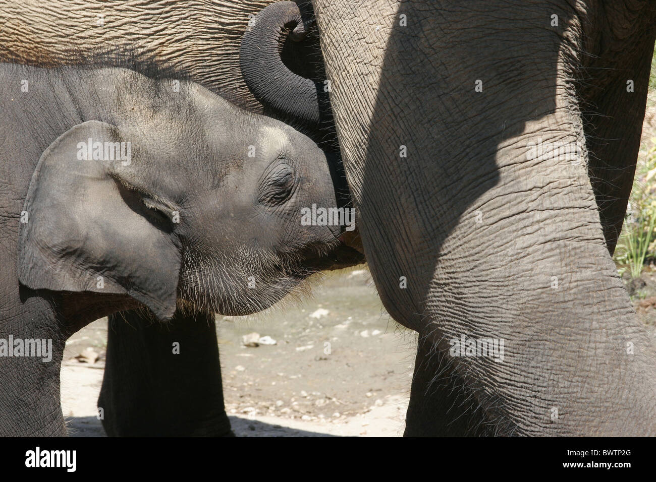 Les éléphants éléphants herbivores herbivores disparition 'indian ...