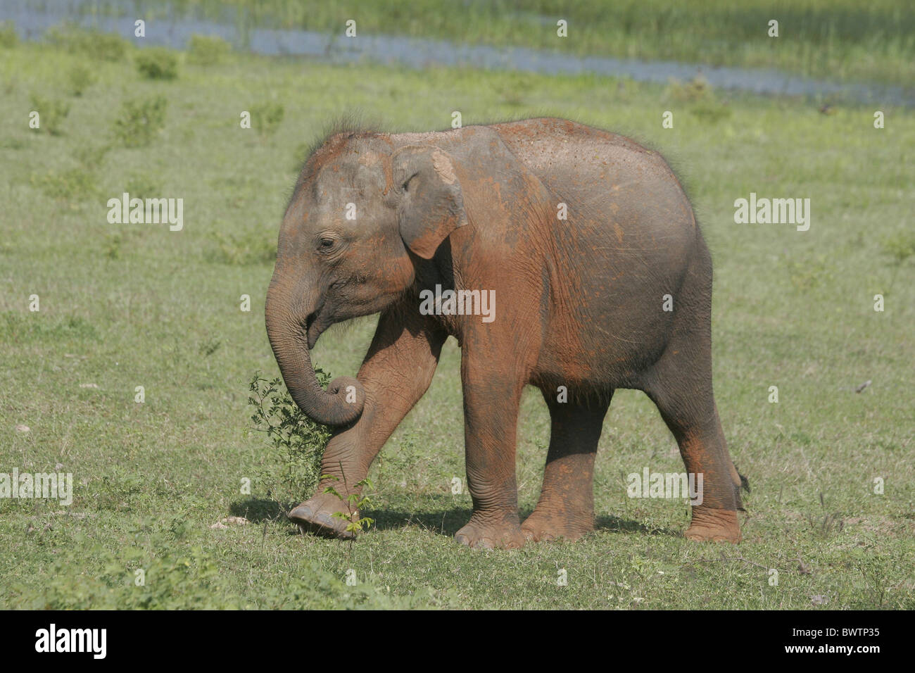 Les éléphants éléphants herbivores herbivores disparition 'indian ...