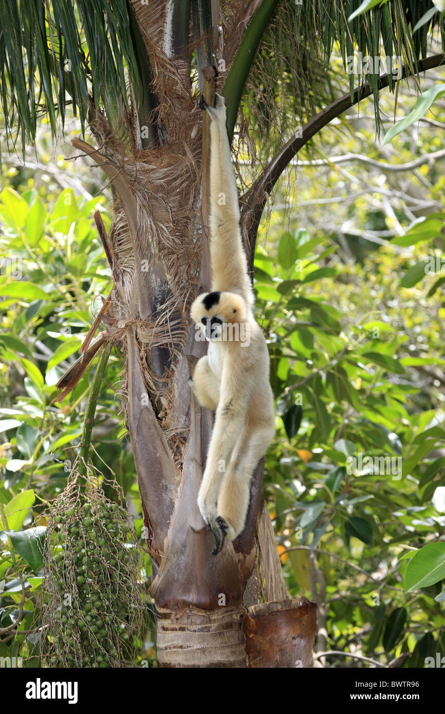 Auf Baum - arbre de gibbons gibbon primates primates singes ...