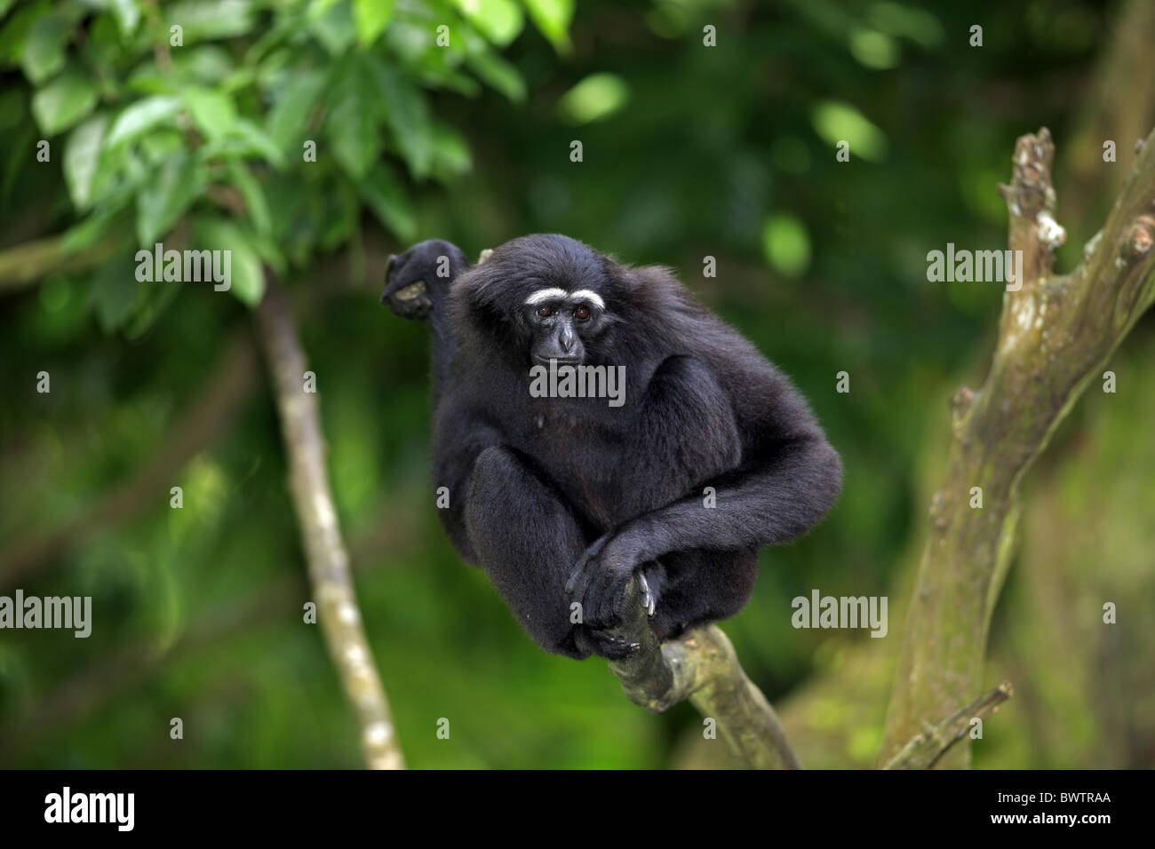 Auf Baum - arbre de gibbons gibbon singe singes primates primates ...