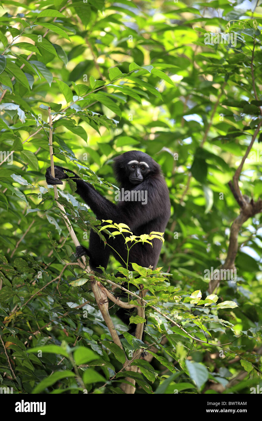 Auf Baum - arbre de gibbons gibbon singe singes primates primates ...