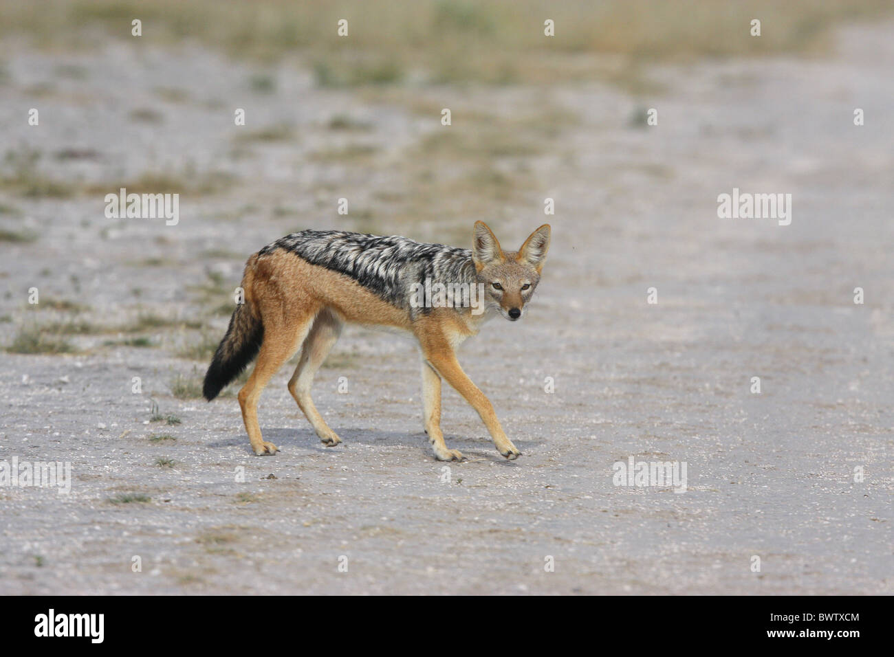 Le Chacal chacal mammifère d'Afrique afrique animal animaux faune ...