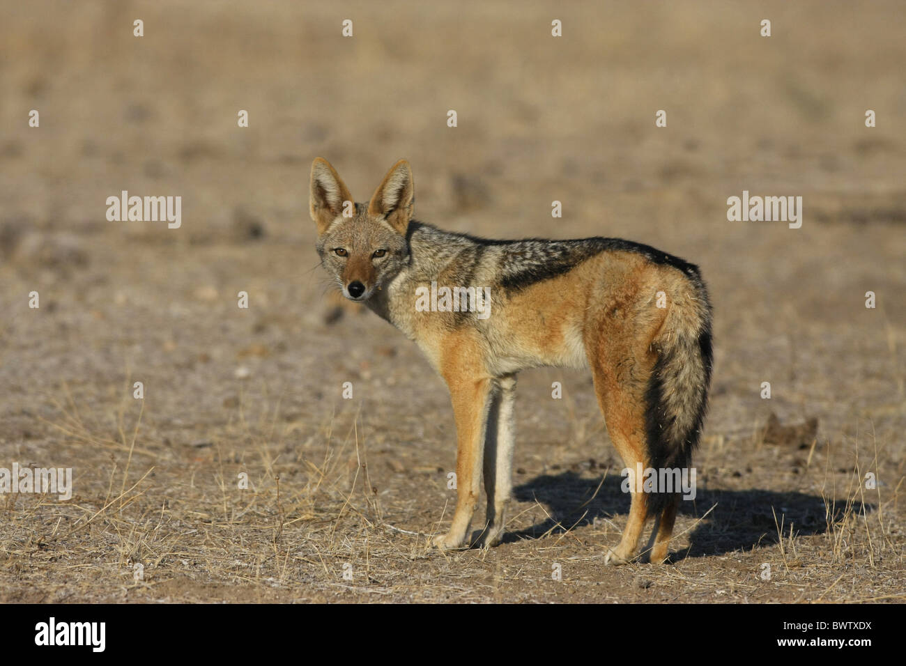 Le Chacal chacal mammifère d'Afrique afrique animal animaux faune ...