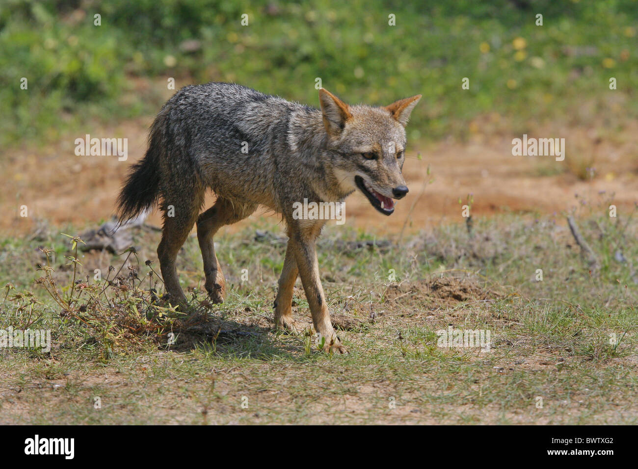 Le Chacal des chacals 'golden jackal' 'common jackal' Afrique Asie Asie ...