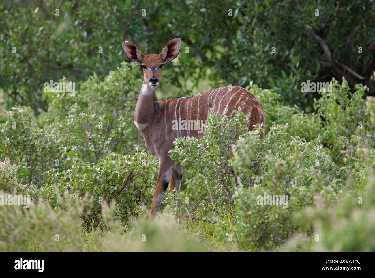 Koudou koudou antilope africaine afrique antilopes herbivores ruminants ...