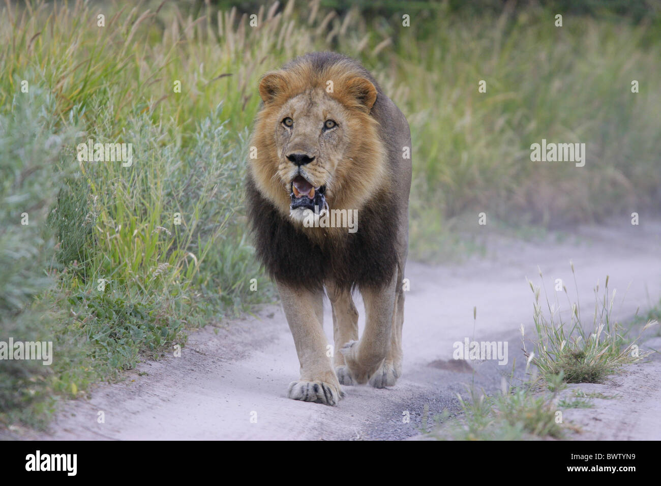 Les lions, lion, chat, chats, félidés, félidés, afrique, africain ...