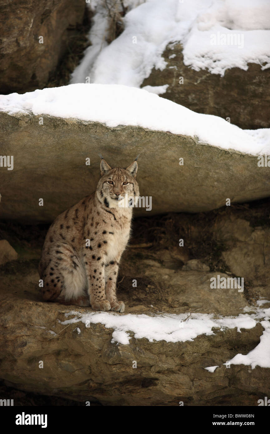 Auf Felsen - rock sur le lynx lynx chat chats de félidés félidés ...