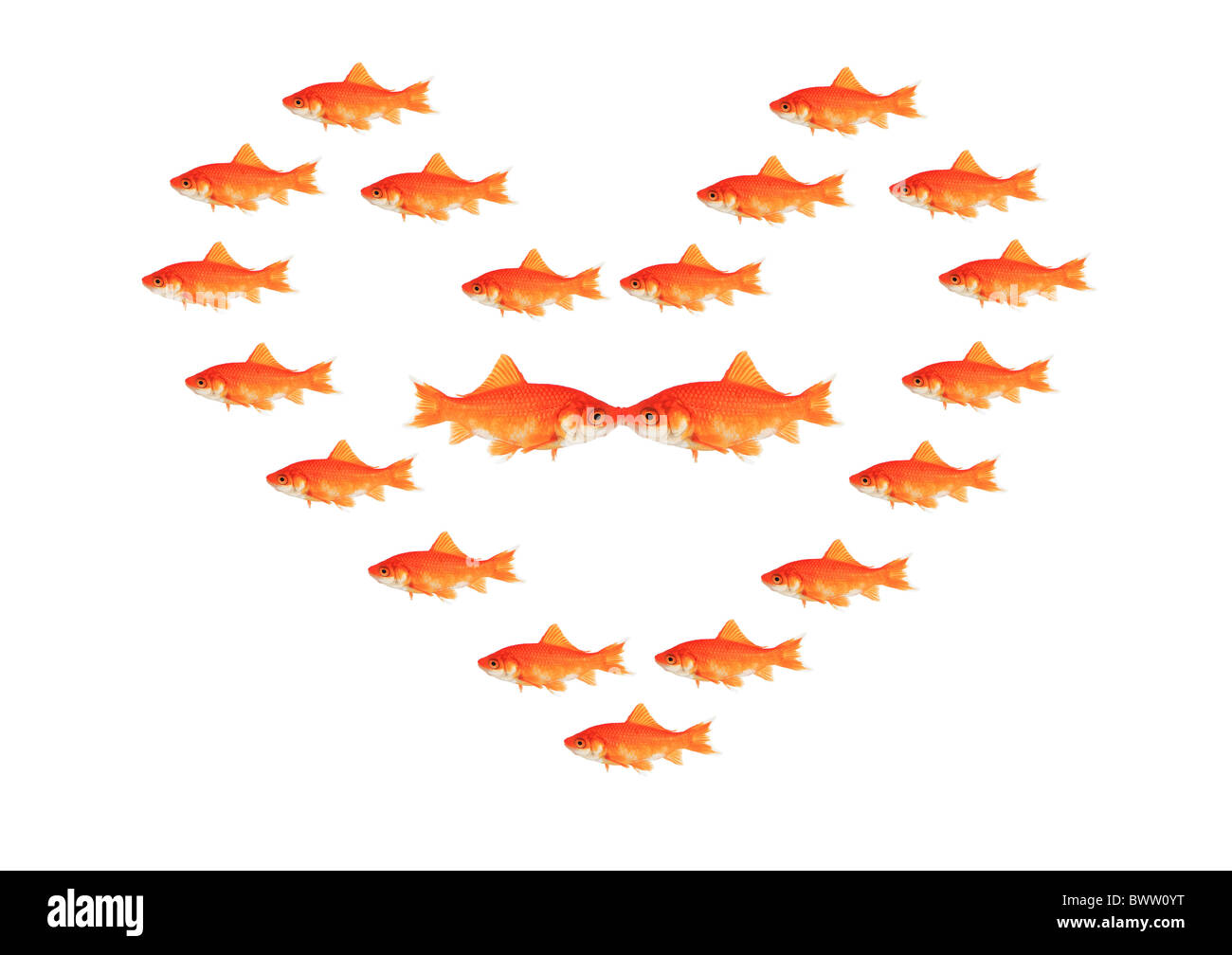 Goldfish Carassius auratus auratus studio symbolique symbole symbole ...