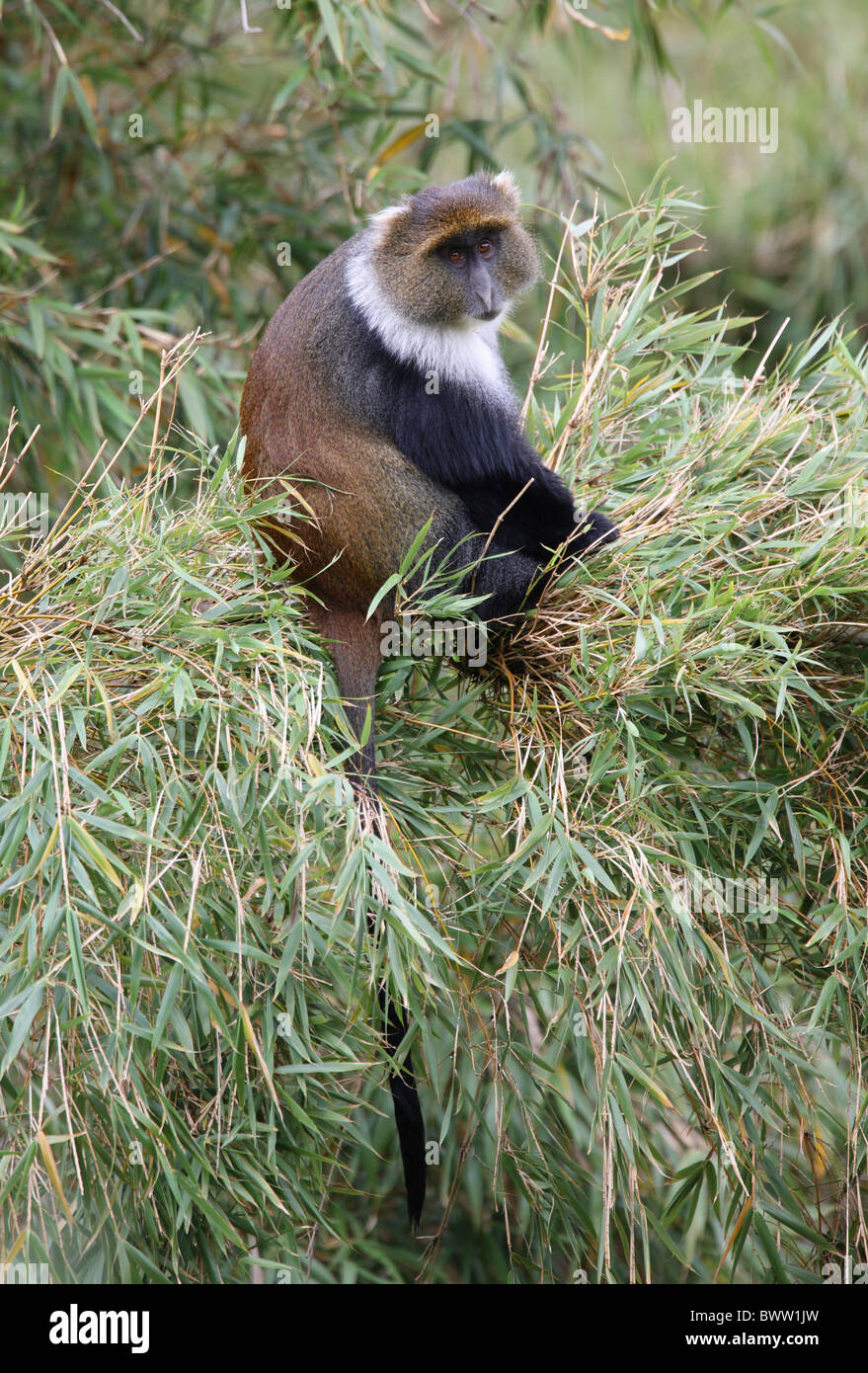 Singe singe guénon guenons primates primates mammifères mammifères ...