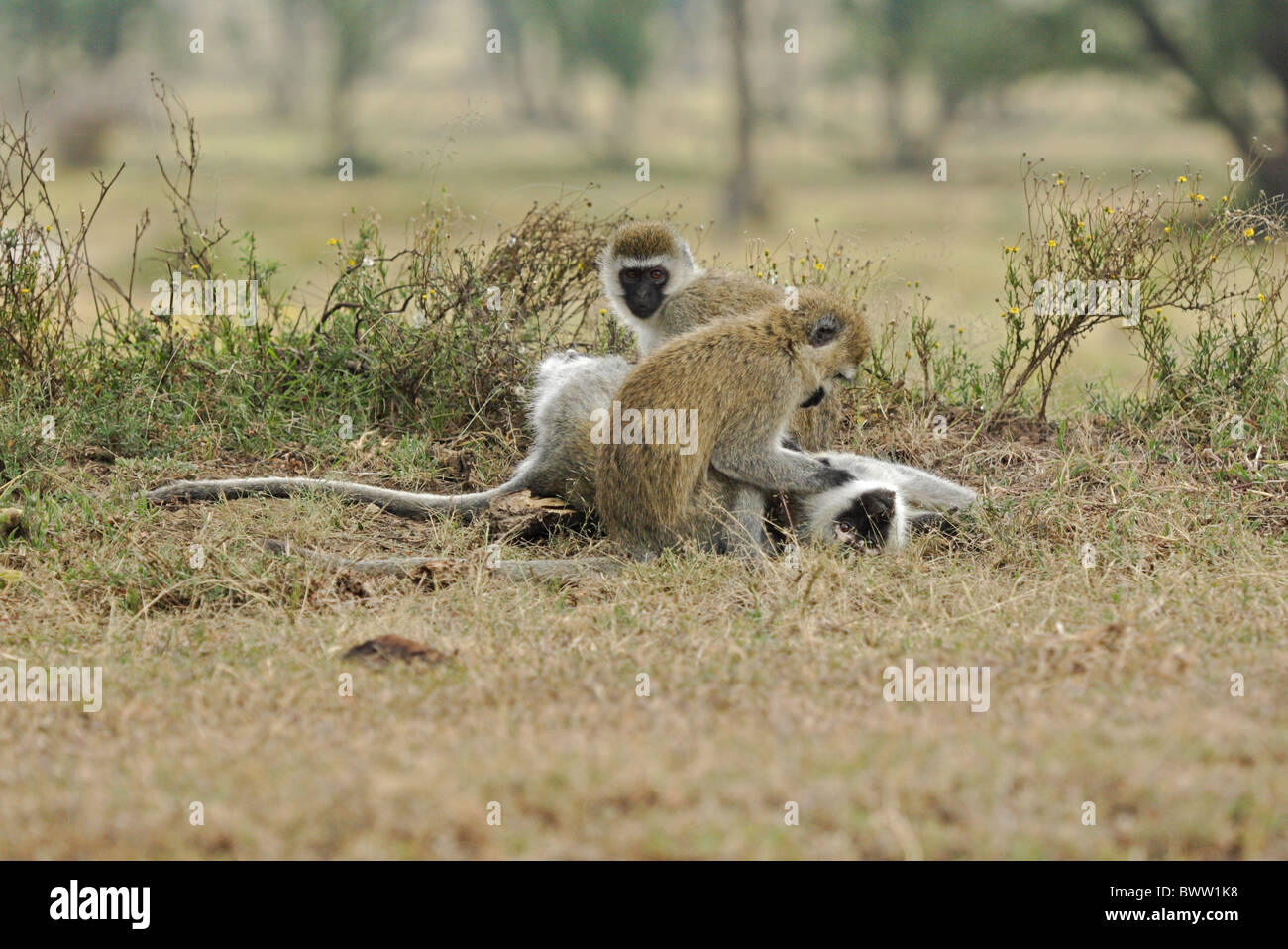 Singe singe primate primate mammifères mammifères africains afrique ...