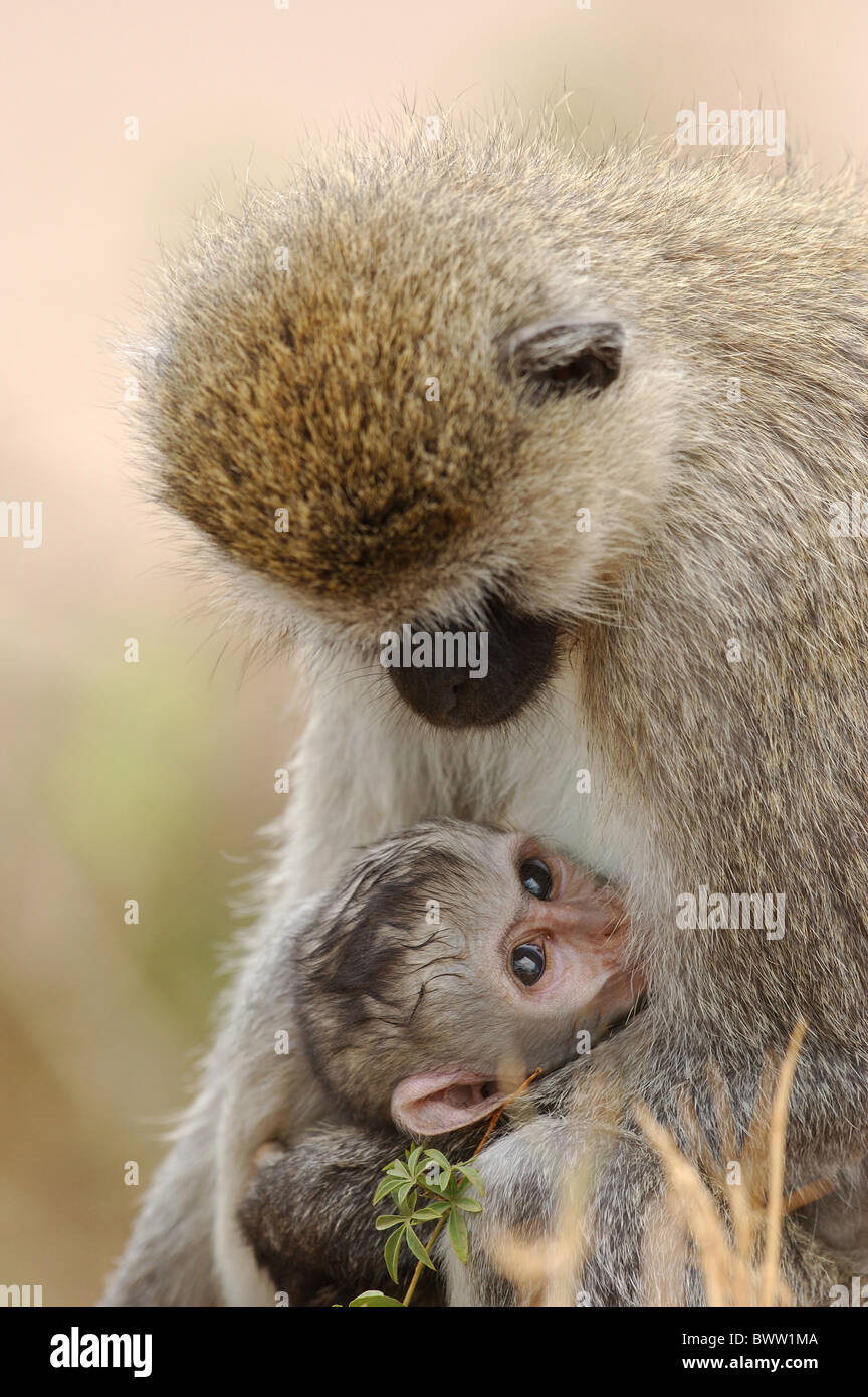 Singe singe primate primate mammifères mammifères africains afrique ...