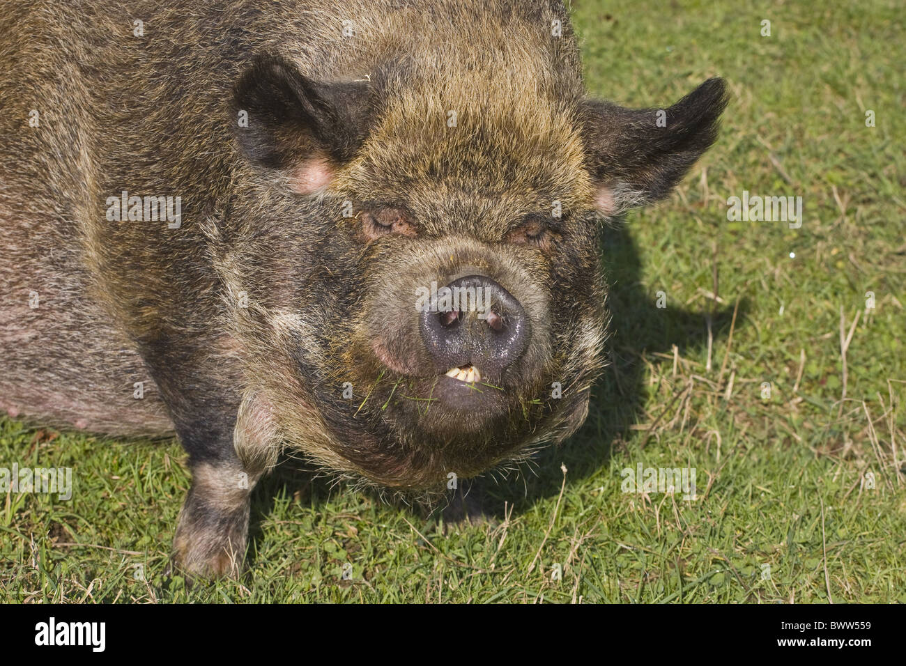 Les porcs porcs domestiques domestiques Mammifères Mammifères omnivores ...
