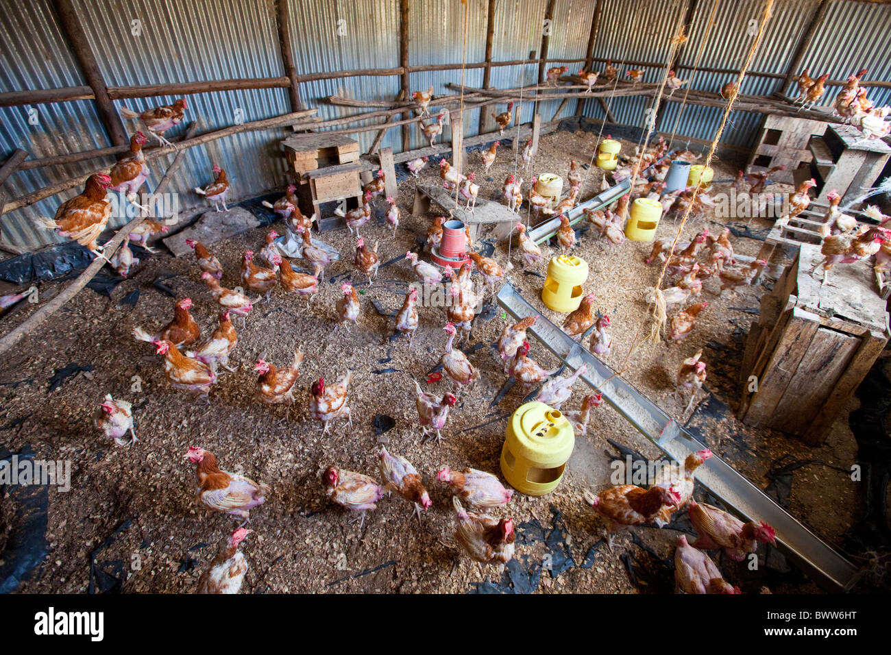 Chicken farm africa Banque de photographies et d’images à haute ...