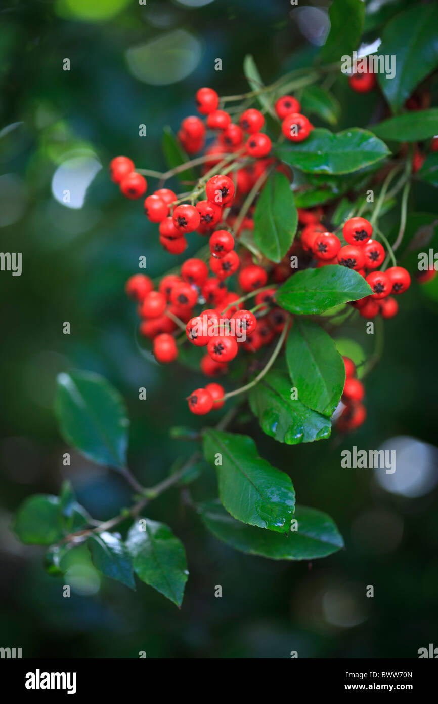 Baies rouges pyracantha Banque de photographies et d’images à haute ...