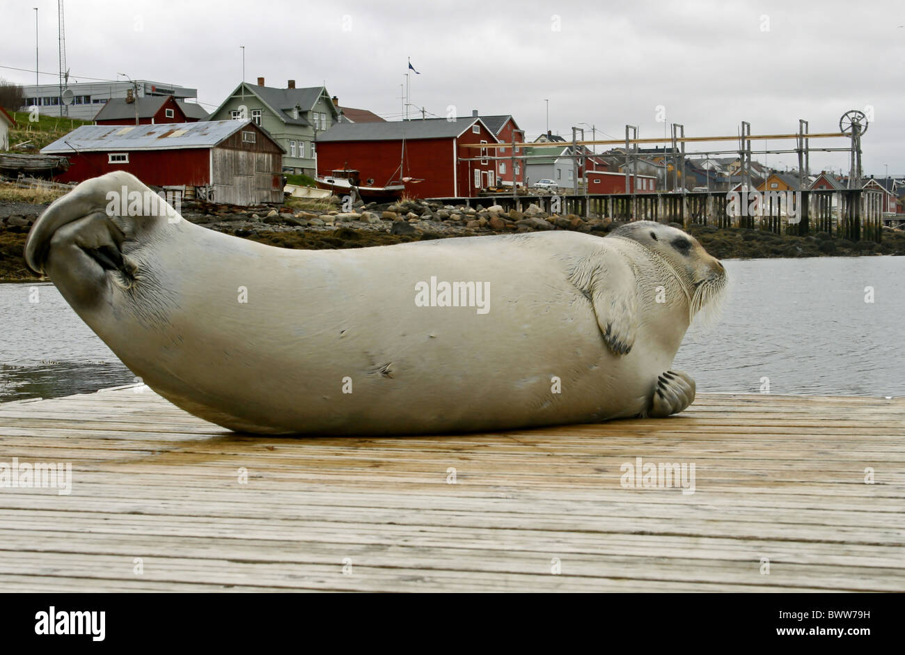 Partahylje le phoque barbu (Erignathus barbatus Taavetti joints joint ...