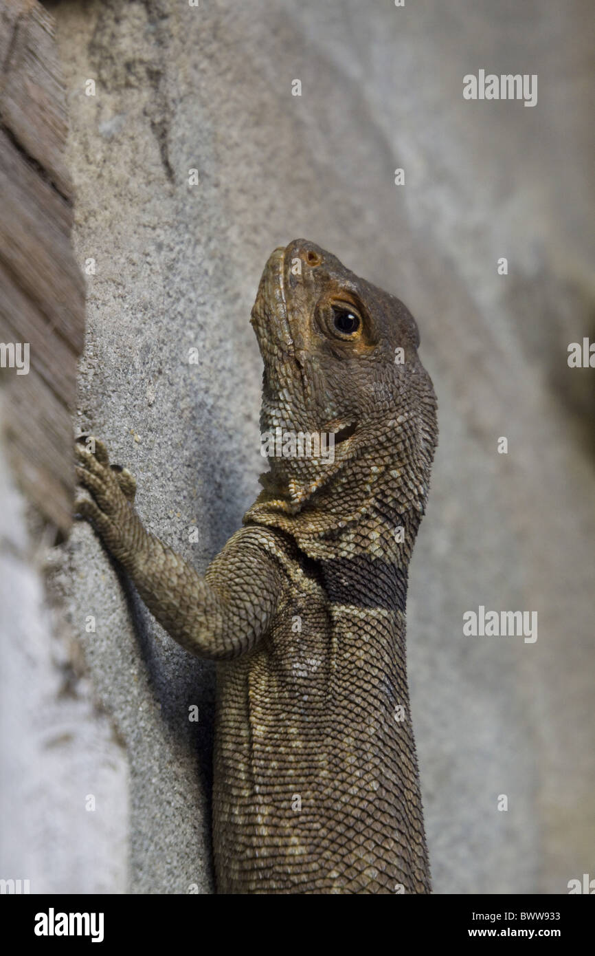 Iguane à queue épineuse de madagascar Banque de photographies et d ...