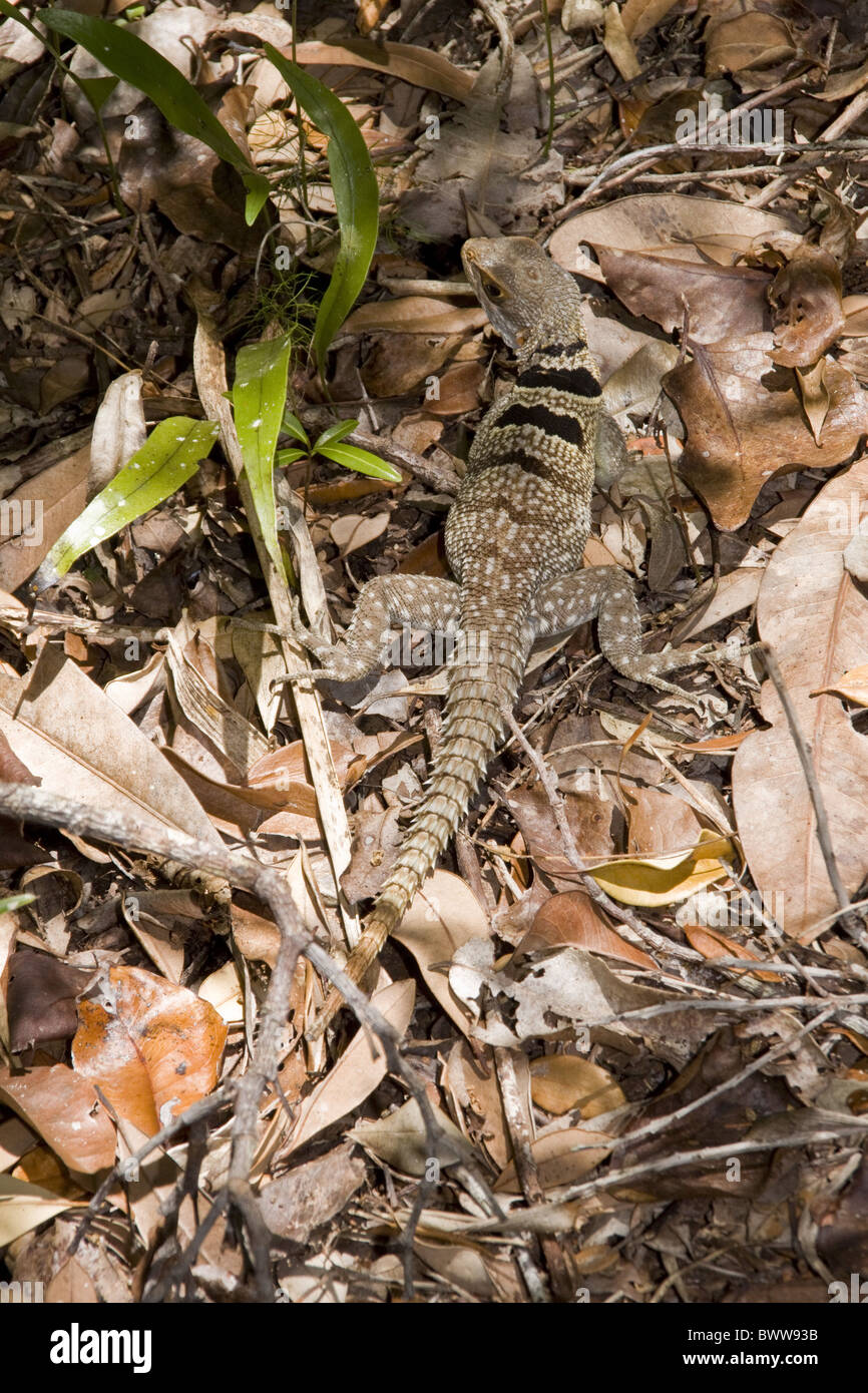 Iguane à queue épineuse de madagascar Banque de photographies et d ...