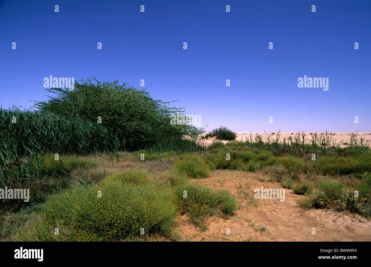 Oman Moyen-orient Muntasar Végétation oasis désert vert plantes nature ...
