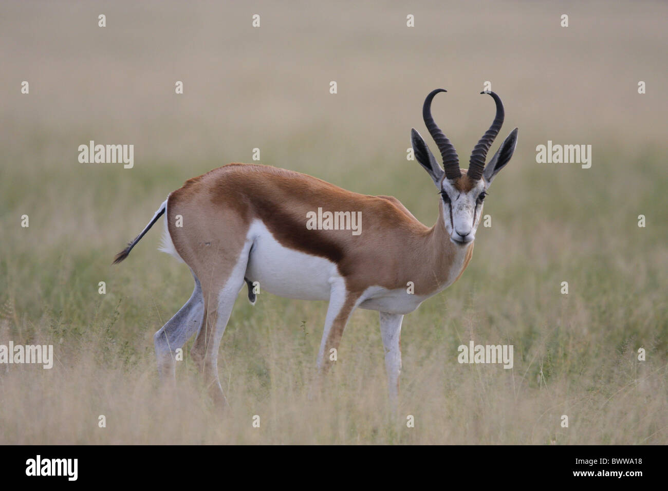 Springbok springboks bovidés bovidés gazelle gazelles herbivores ...
