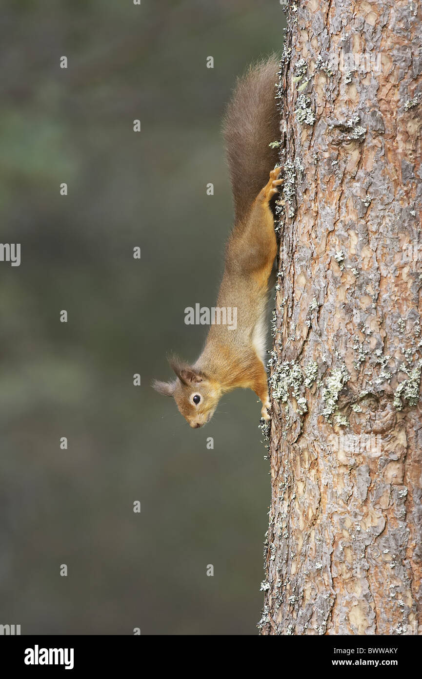 L'Écureuil roux Sciurus vulgaris arbre pin sylvestre mammifères ...