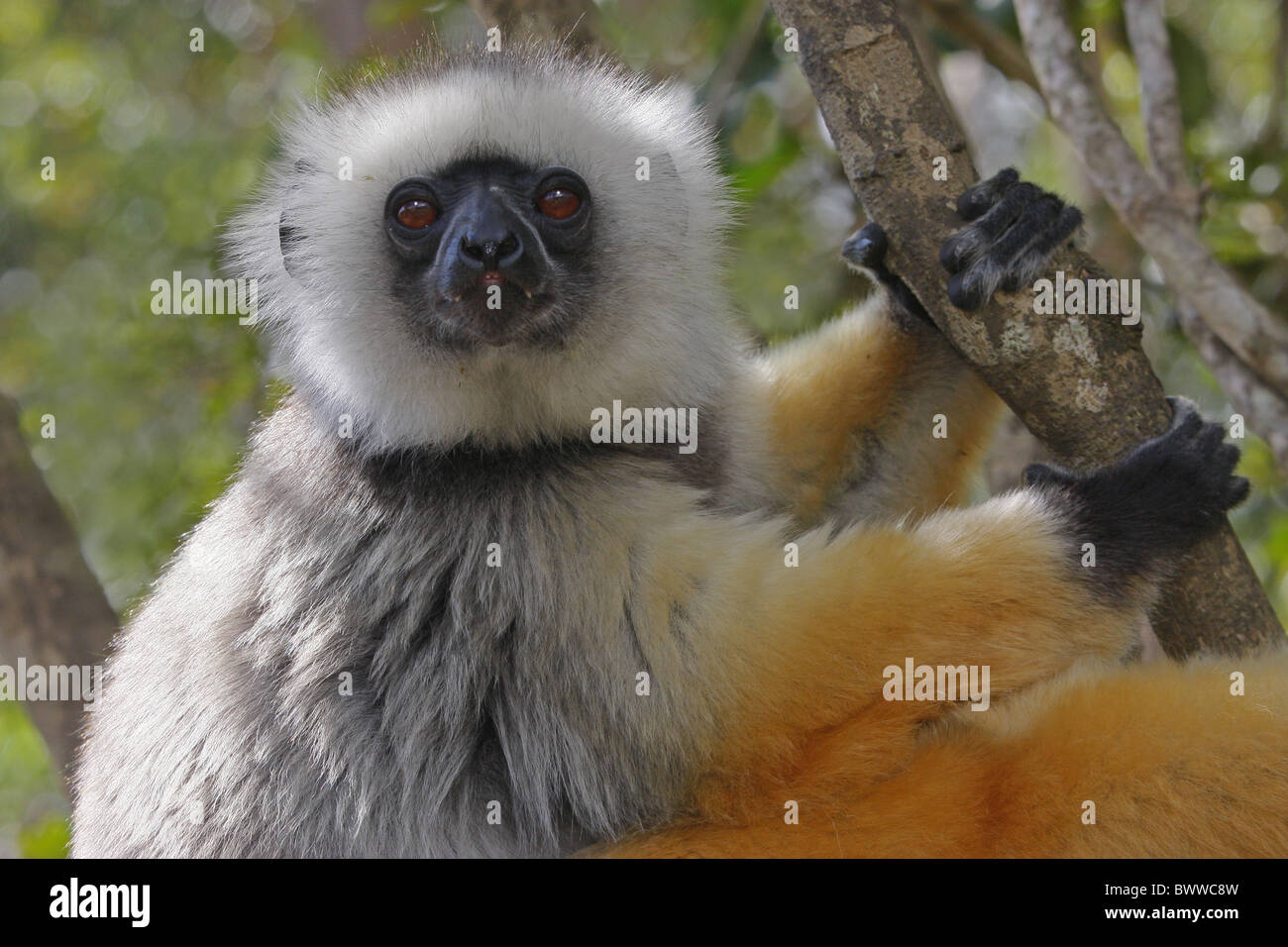Les propithèques soyeux sifaka lemur primates primates lémuriens de ...