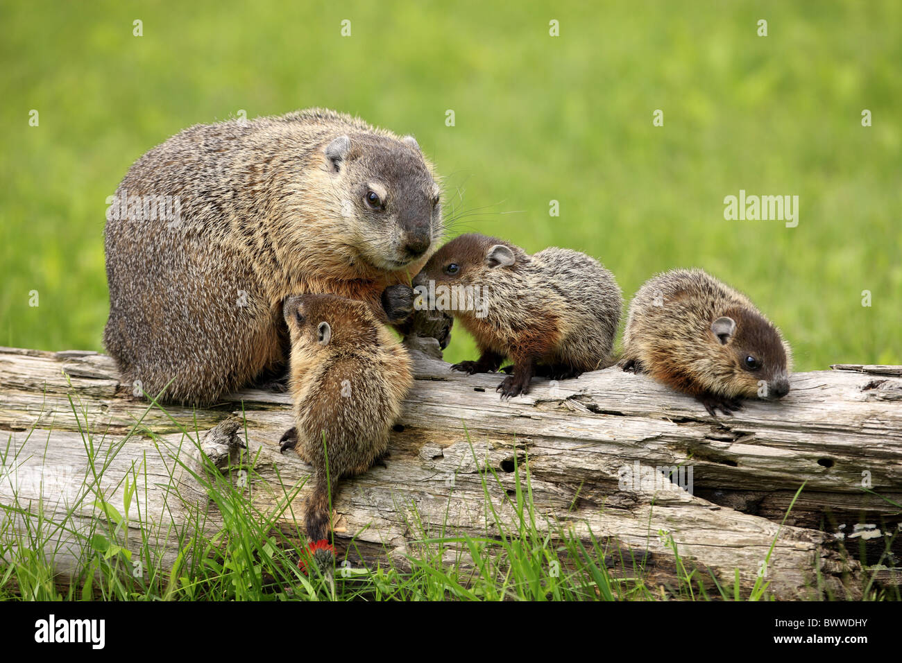 Mutter mit Bébé - maman avec bébé Sozialverhalten - comportement social ...