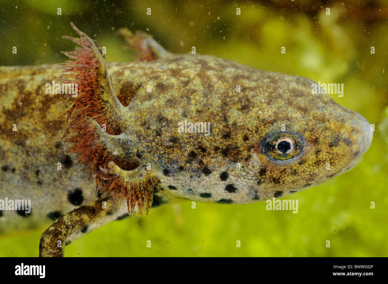 Mesotriton alpestris eau douce Amphibiens vertébrés portrait newt newt ...