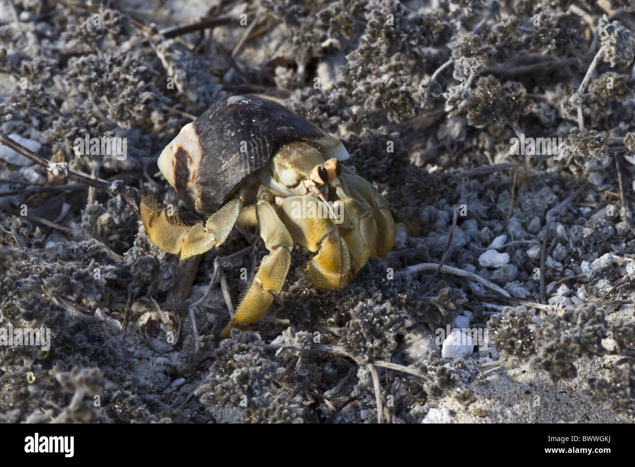 Crabe ermite semi terrestre Banque de photographies et d’images à haute ...