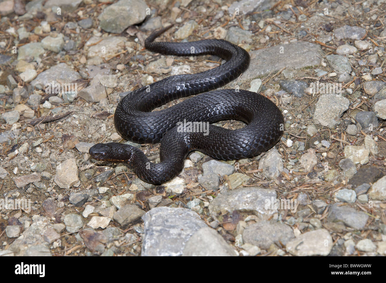 Dolomites Italie Asp vipère aspic Vipera aspis serpents serpent venin ...