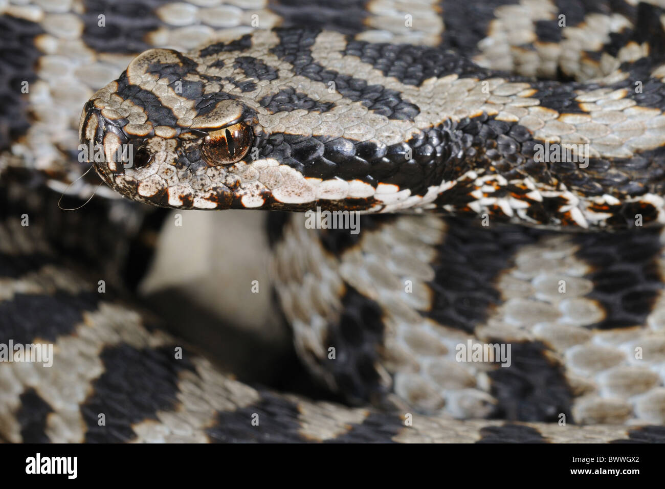 Vipera aspis viper reptile serpent serpent aspic vipère de serpents ...