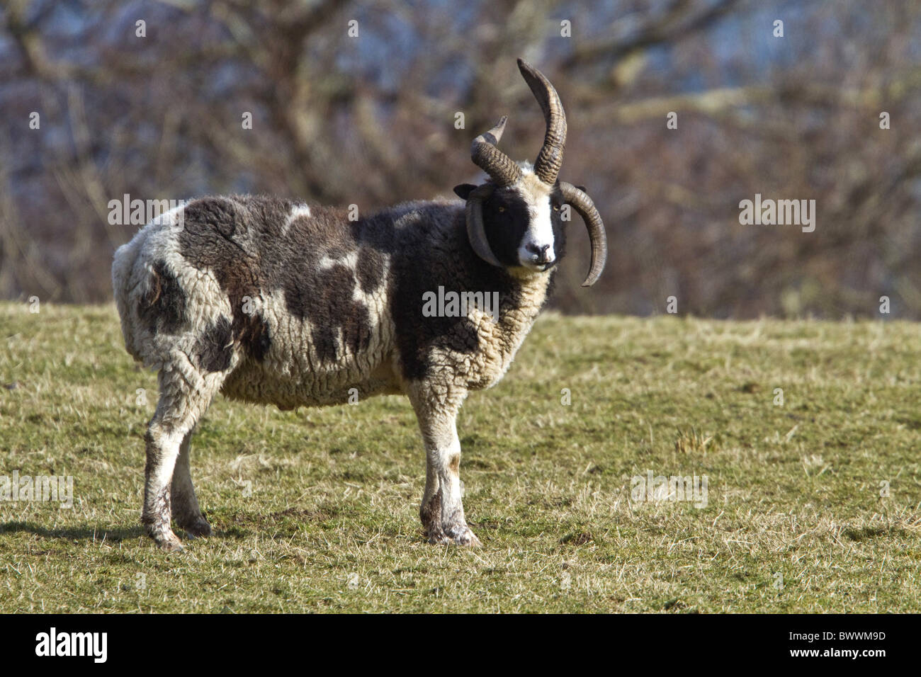Le mouton Jacob est une race de moutons, multihorned non améliorées à ...