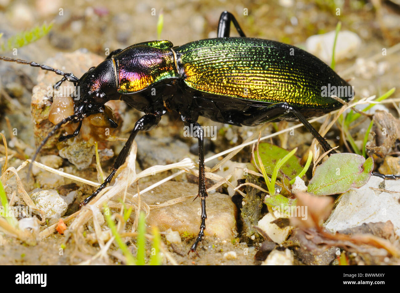 Carabidae Carabus olympiae des espèces rares d'insectes invertébrés ...