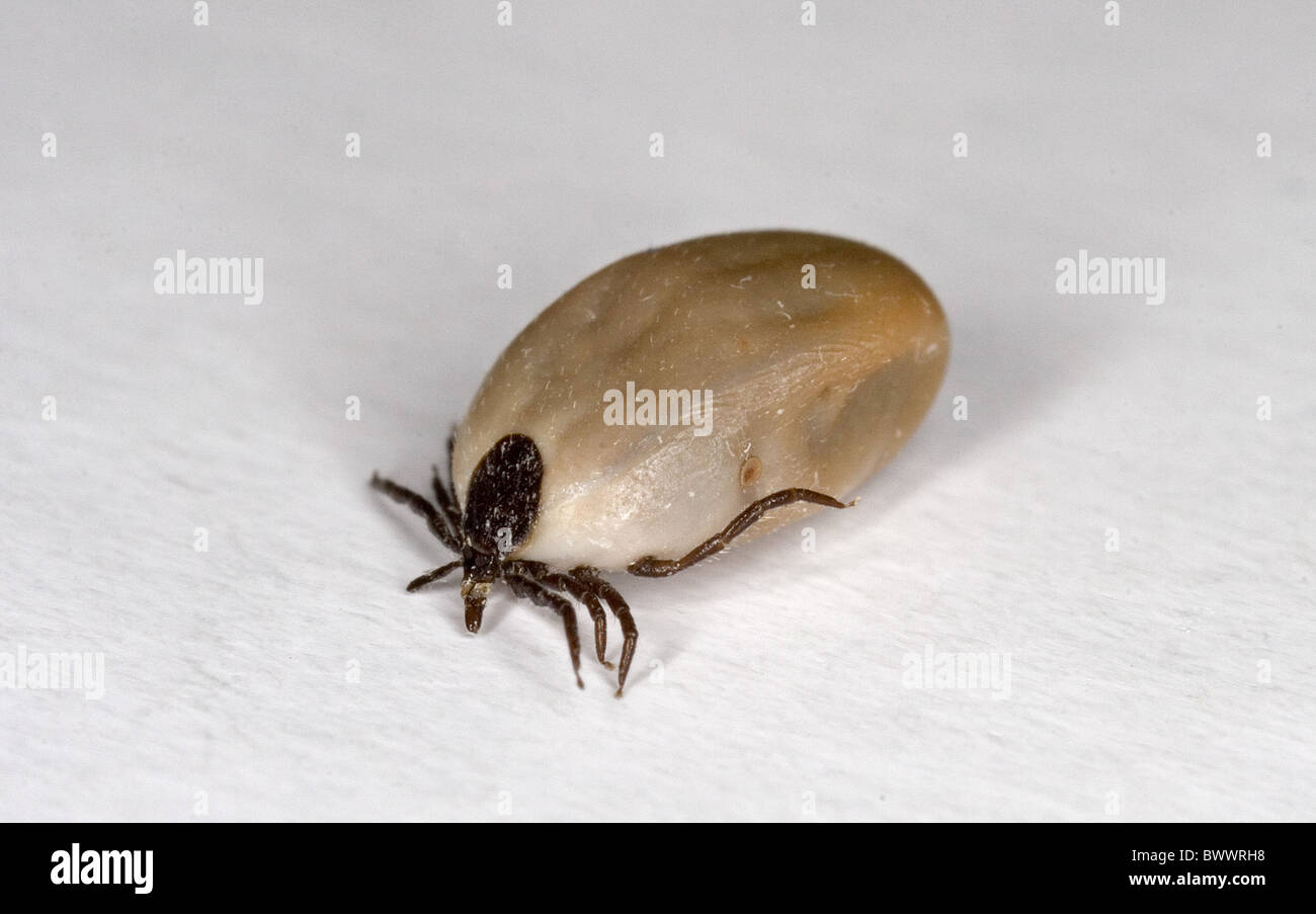 Animal animaux tiques tiques parasites parasites arachnides arachnides ...