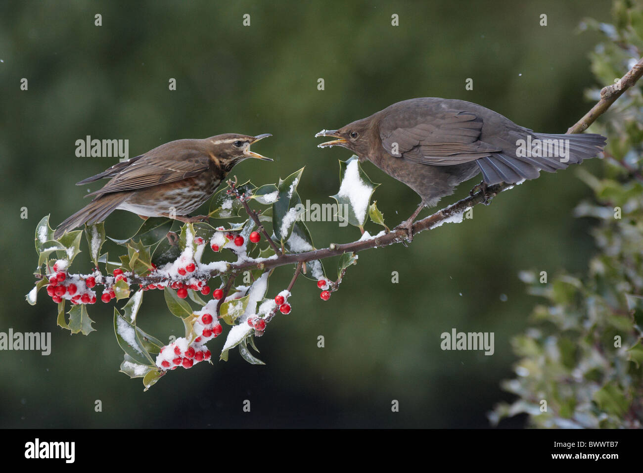 Merle redwing femelle Banque de photographies et d’images à haute ...