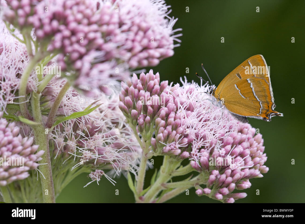 Animal animaux insecte papillon Papillons Insectes Invertébrés ...