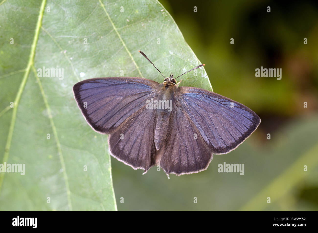 Animal animaux insecte papillon Papillons Insectes Invertébrés ...