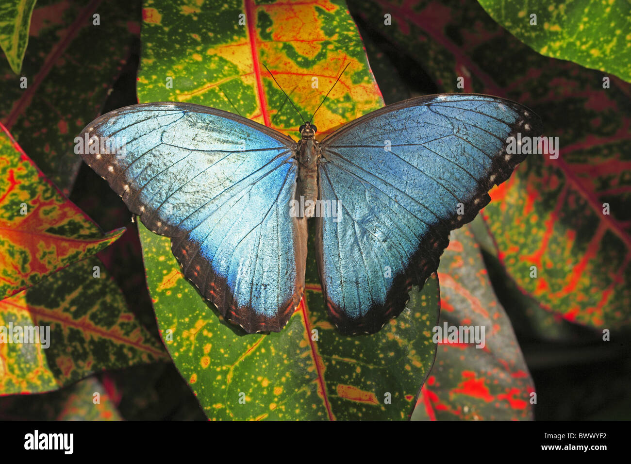 Imago animal animaux insecte papillon Papillons Insectes Invertébrés ...