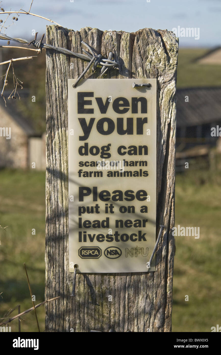 Votre chien peut faire du mal aux animaux de la ferme Banque de ...
