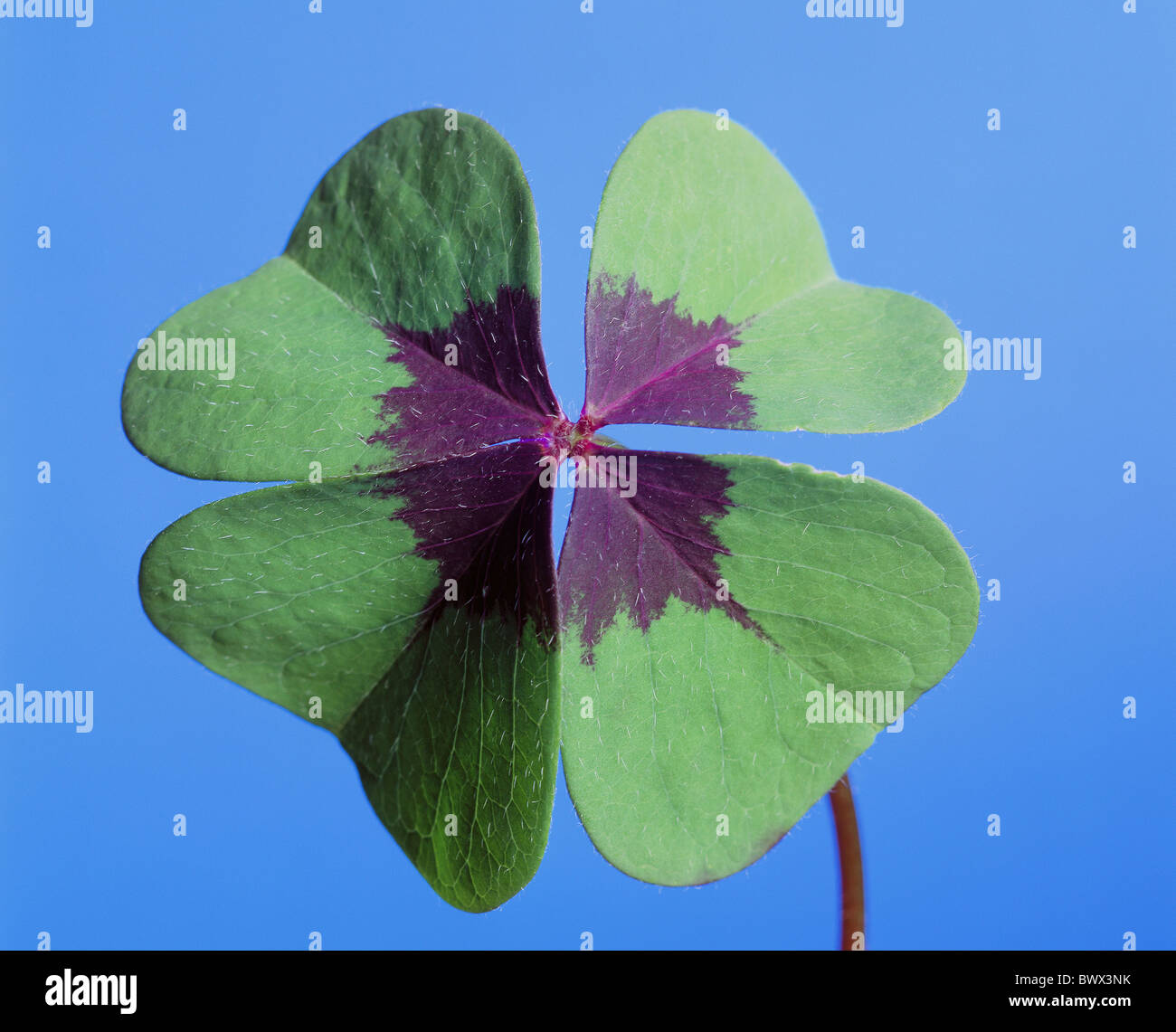 4 de trèfle à feuilles shamrock chance chance bonheur concept symbole ...