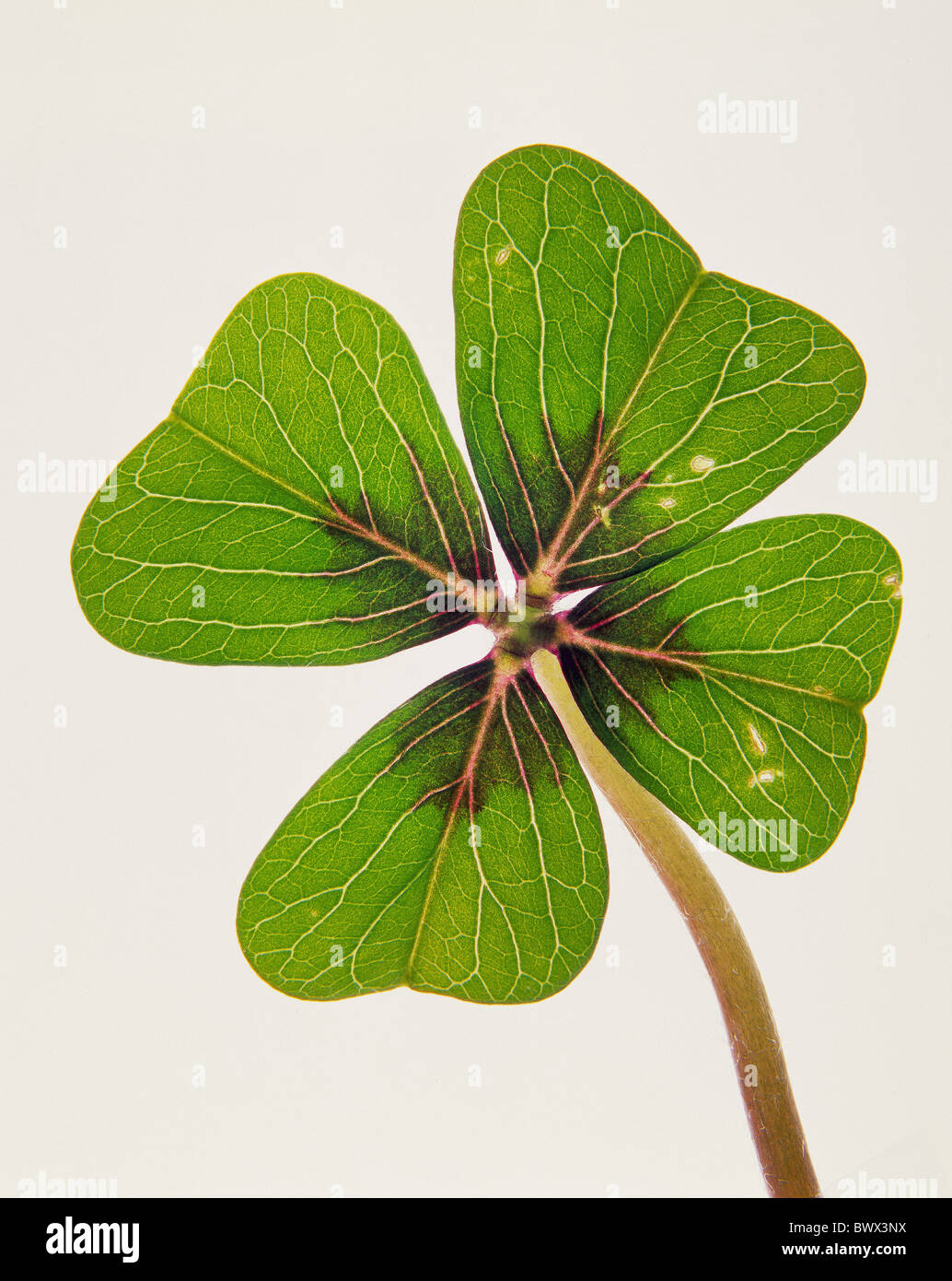 4 de trèfle à feuilles shamrock chance chance bonheur concept symbole ...