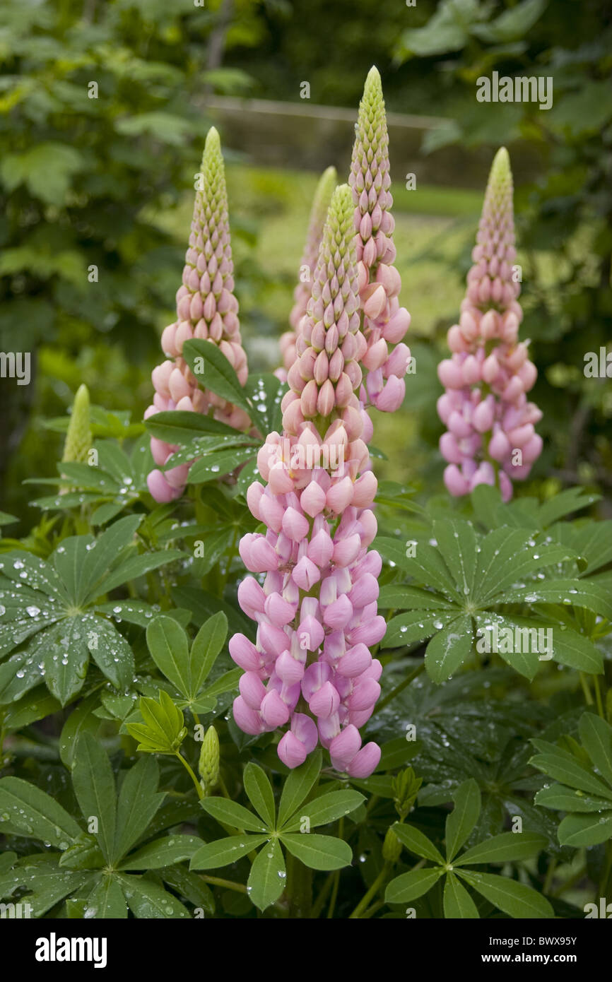 Lupinus polyphyllus Russell hybrides hybrides lupin rose Fabaceae ...