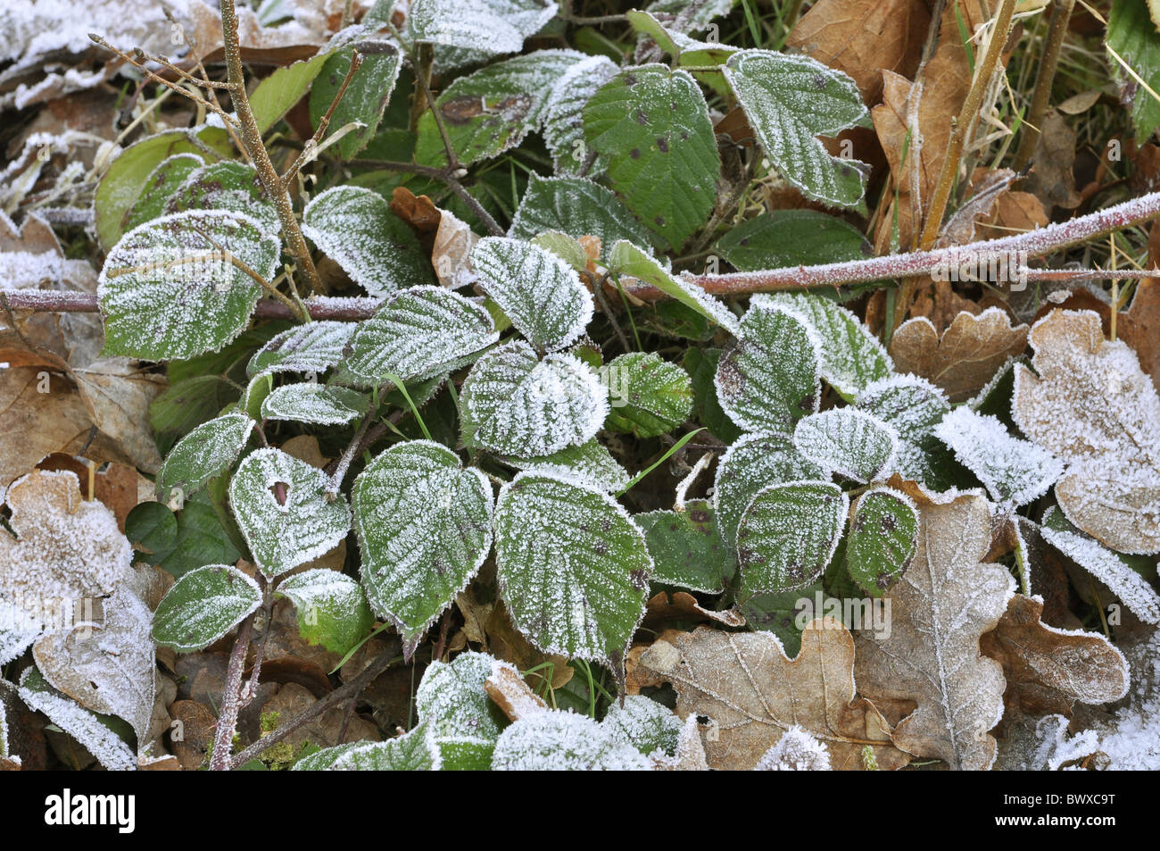 Givre hiver feuilles plantes plantes mûres de ronce ronce arbustes ...