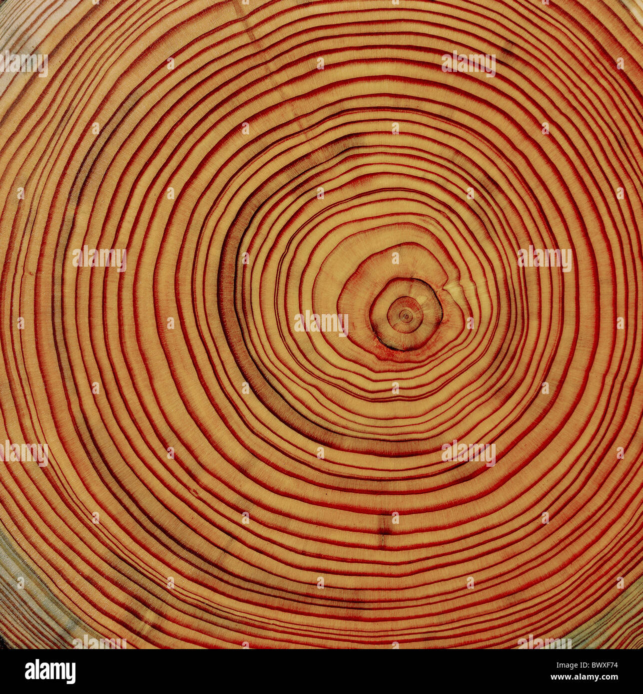La section du bois du tronc de mélèze anneaux annuels de tronc d'arbre ...