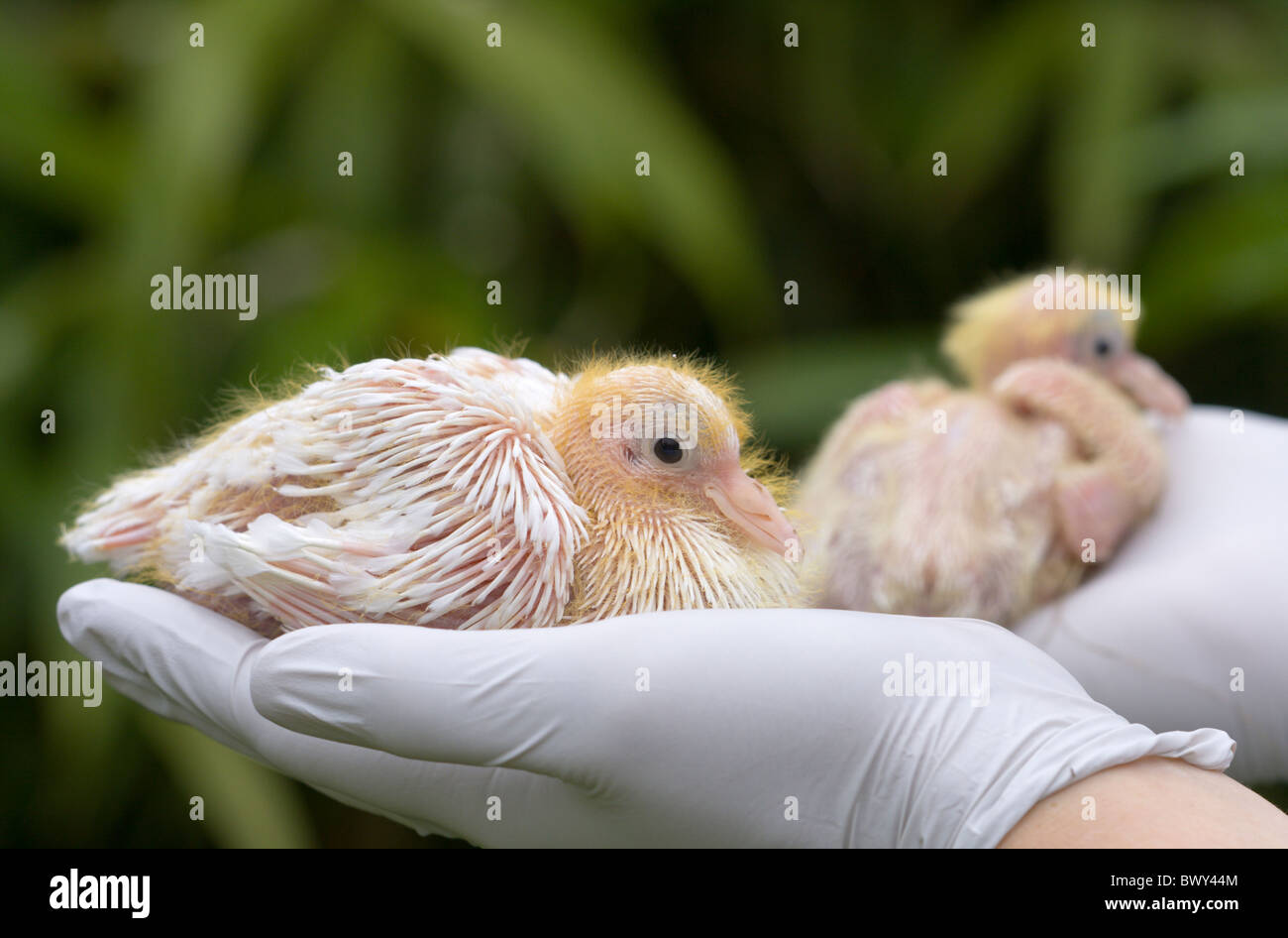 Bébé colombe Banque de photographies et d’images à haute résolution - Alamy