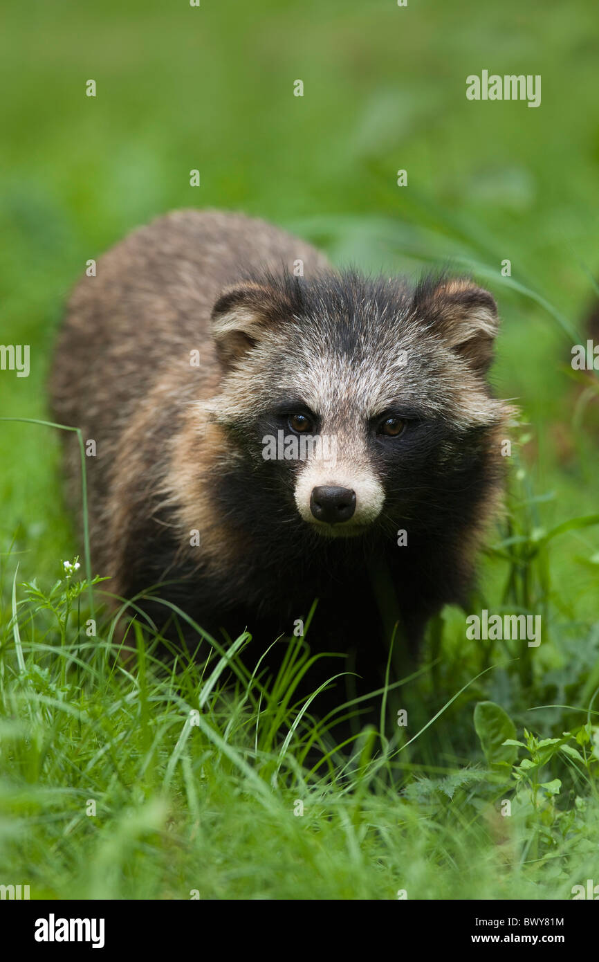 Chien viverrin nyctereutes procyonoides dans l'herbe Banque de ...