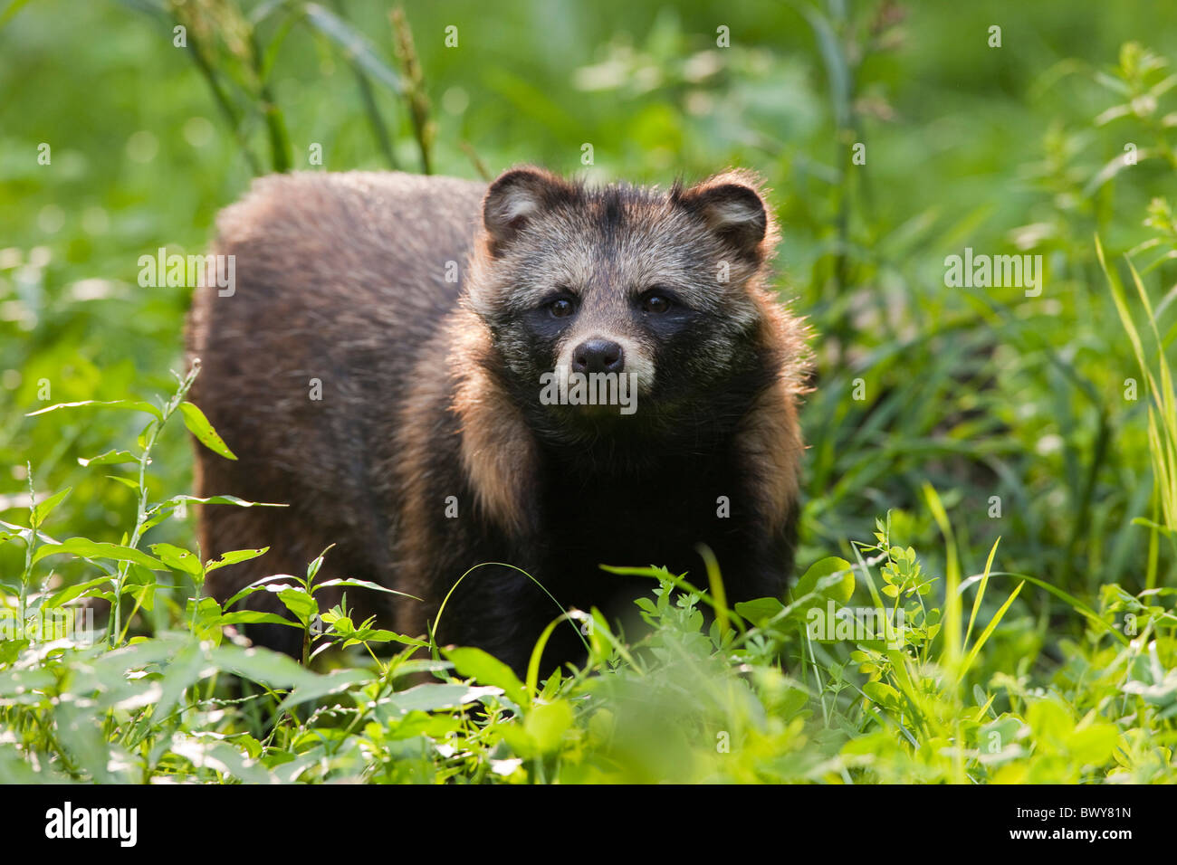 Chien viverrin nyctereutes procyonoides dans l'herbe Banque de ...