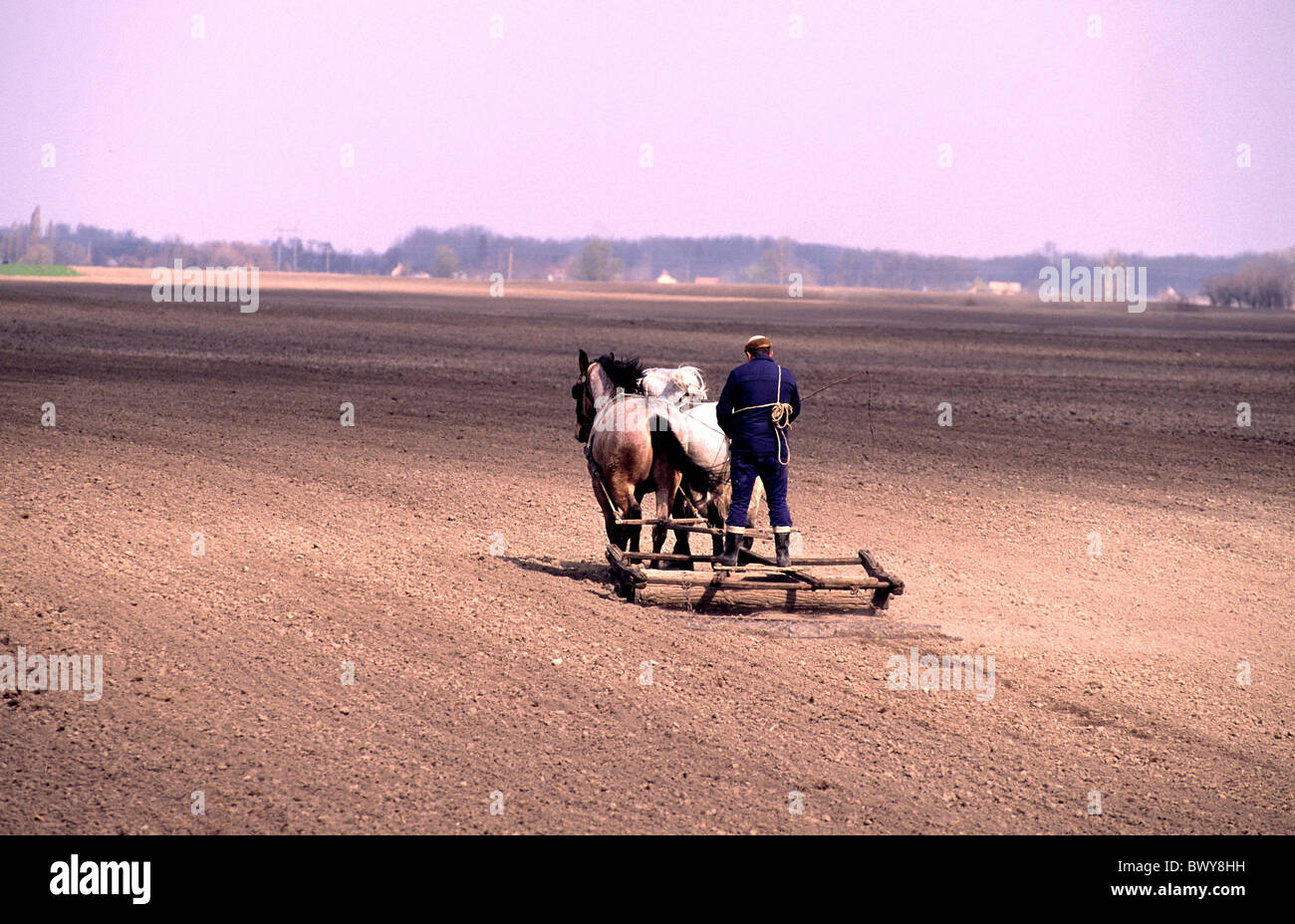 Cheval de labour Banque de photographies et d’images à haute résolution ...