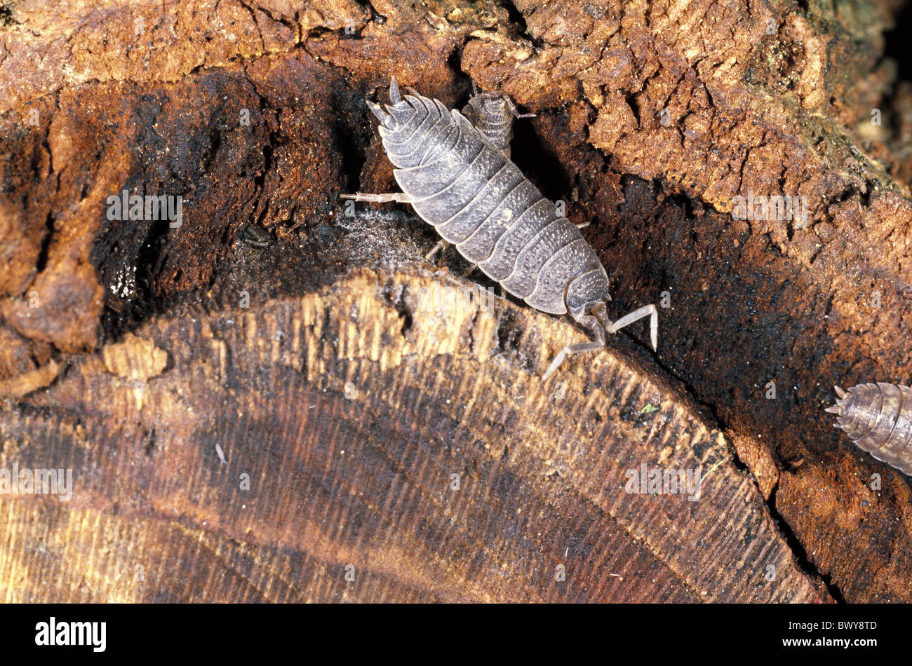 Articule un cloporte Porcellio scaber photographie bois micro micro ...