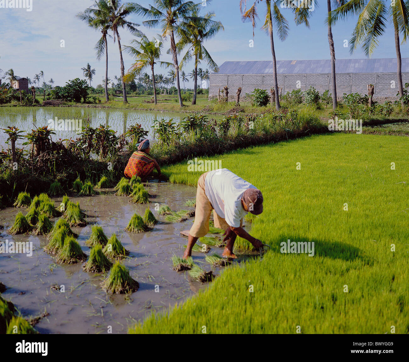 Les plantes utiles à la culture du riz le riz semis des agriculteurs ...