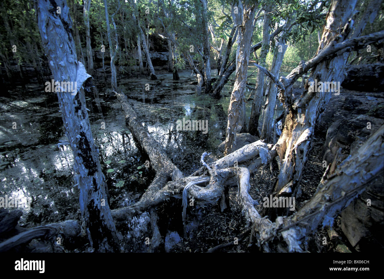 Max Davidson Arnhemland Australie Marsh Montage Camp moor nature de la ...